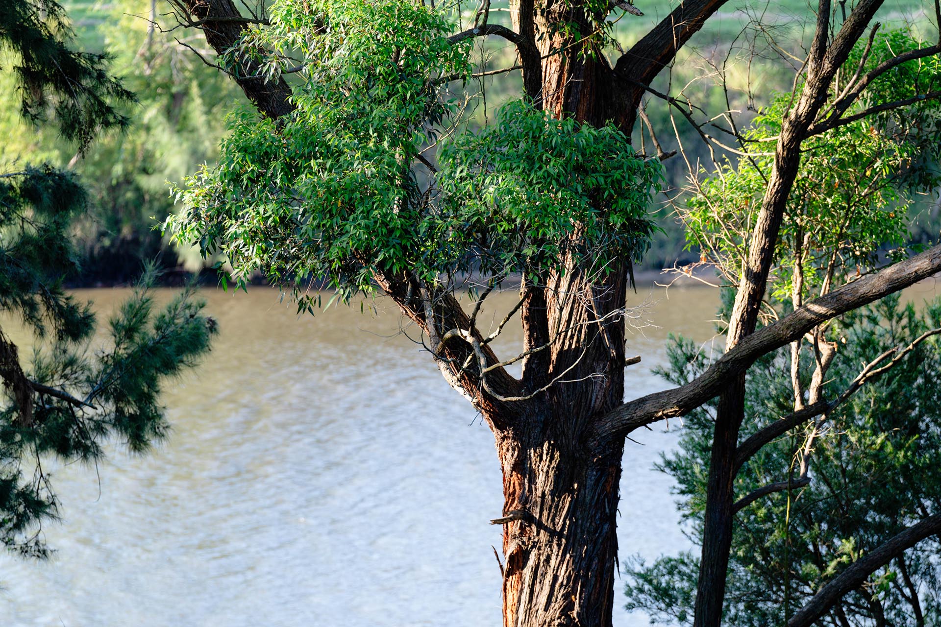 Wellbeing Treatments: Elements Morpeth Spa, Hunter Valley